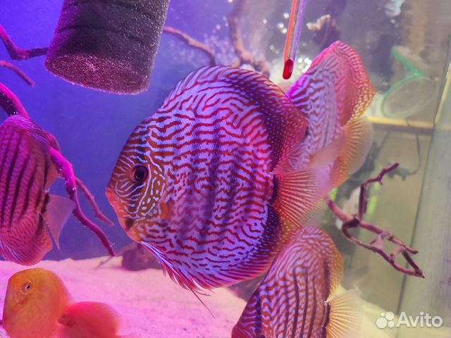 Дискусы Туркис-Флора