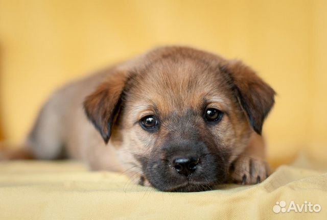 Щенок в добрые руки Челси 2 месяца