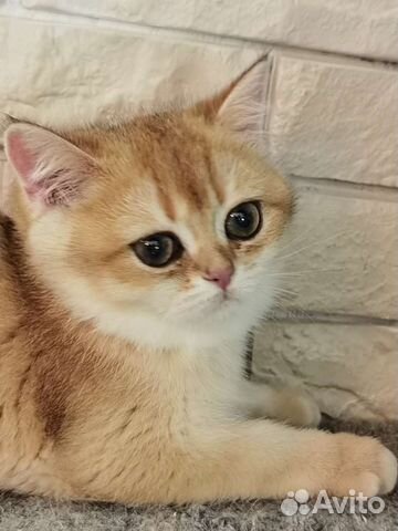 Британская девочка-золотинка