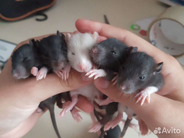 Крысята дамбо 1 мес