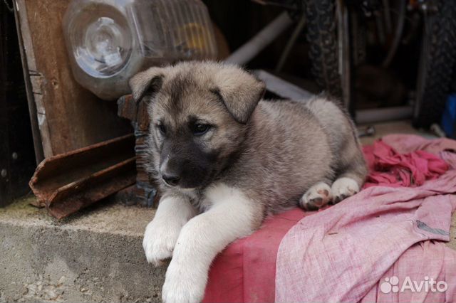 Щенок Западно-Сибирской Лайки