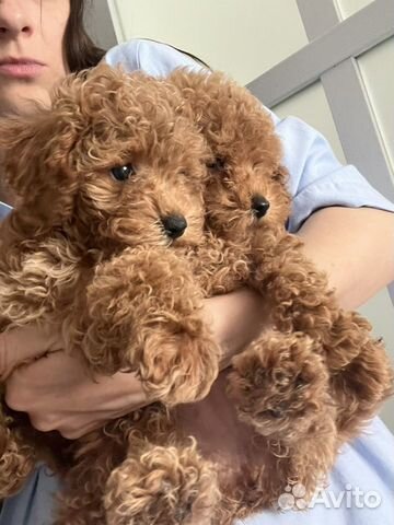 Той-пудель девочка кукольная