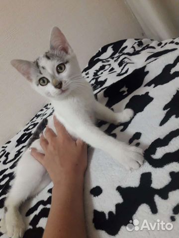 Котёнок в добрые руки