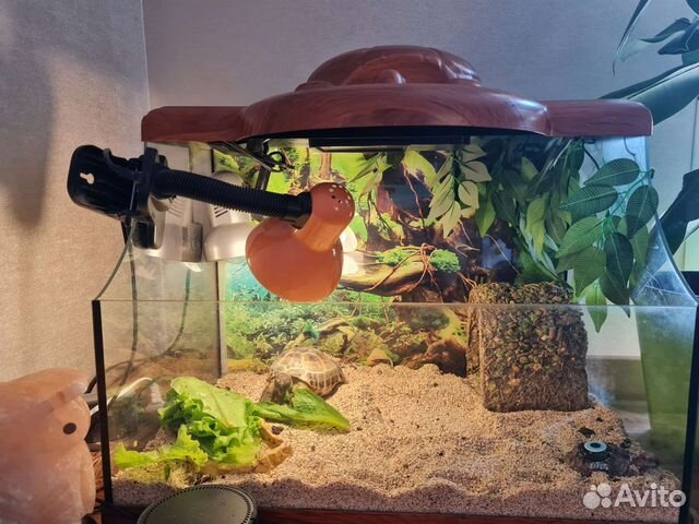 Черепаха сухопутная с террариумом