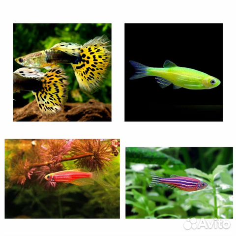 Рыбы в добрые руки