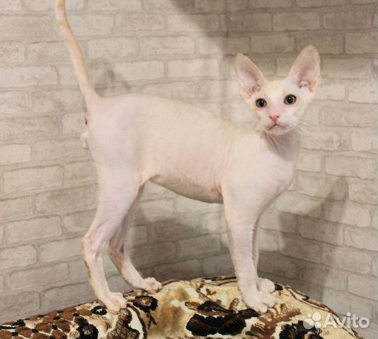 Супер ласковые котики