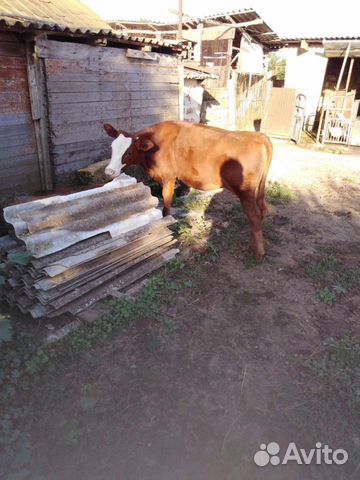 Молодая телочка