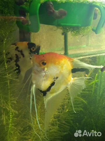 Скалярии кои большие и маленькие