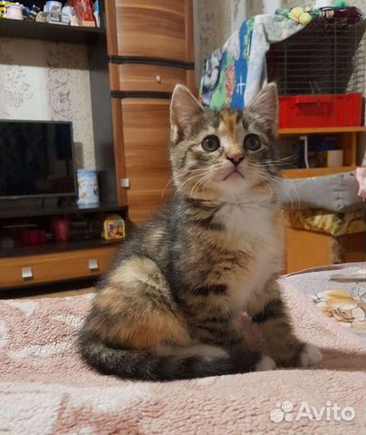 Милейшее создание ищет дом