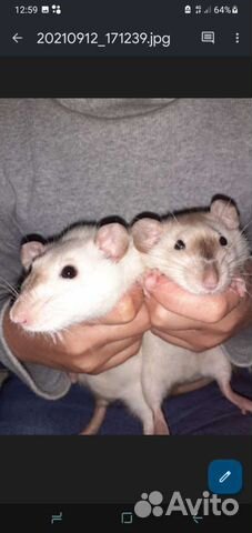 Крысы дамбо девочки
