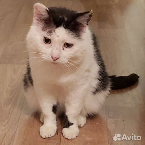 Тихий добрый хороший кот ищет свой дом