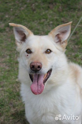 Умная Алиса очень ждёт свою семью