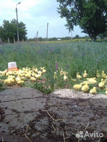 Гусята недельные