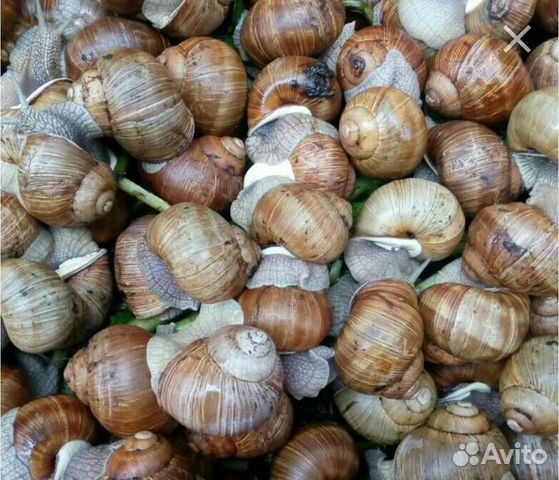 Виноградные улитки