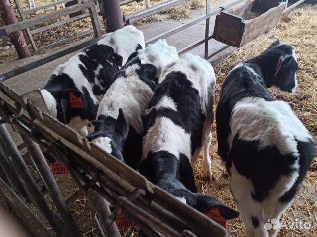 Телята телочки