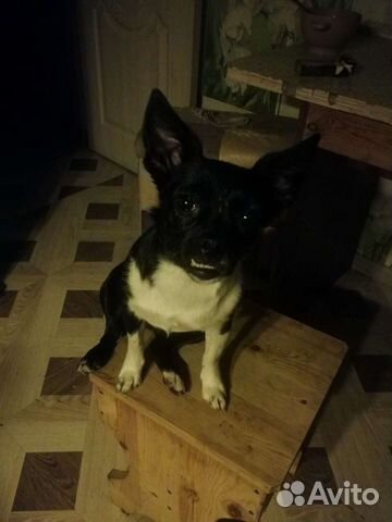 Чихуахуа митис