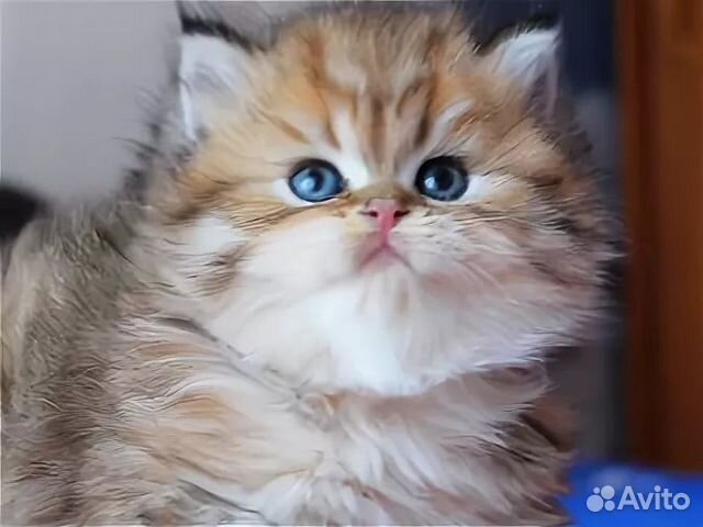 Британские котята