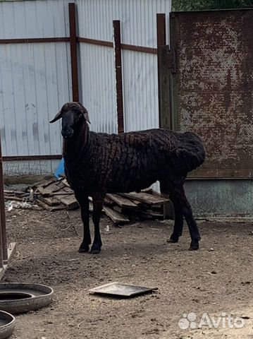 Эдельбаевский баран
