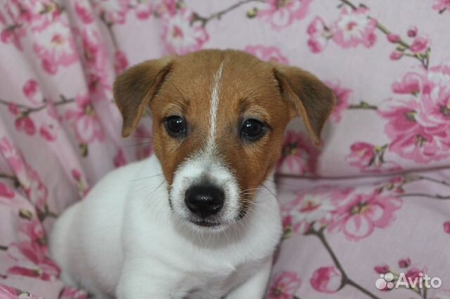 Джек Рассел терьер Изюм Ред Пит Прайд