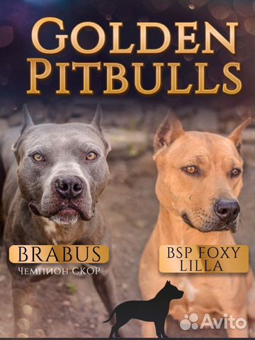 Питбуль бронь