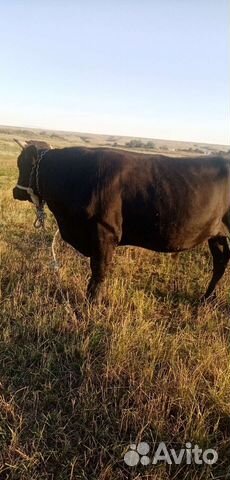 Бык на племя