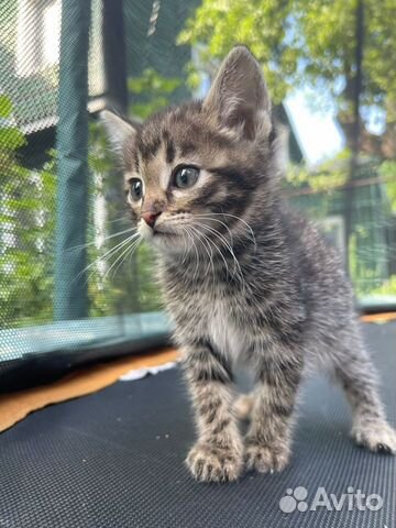 Котята Курильский боптейл