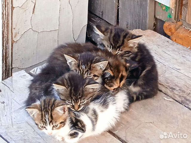 Котята в добрые руки