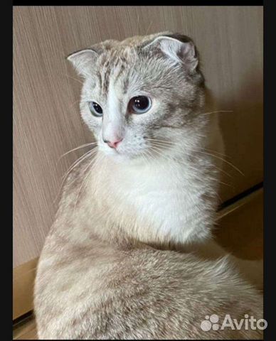 Кошки породистые бесплатно