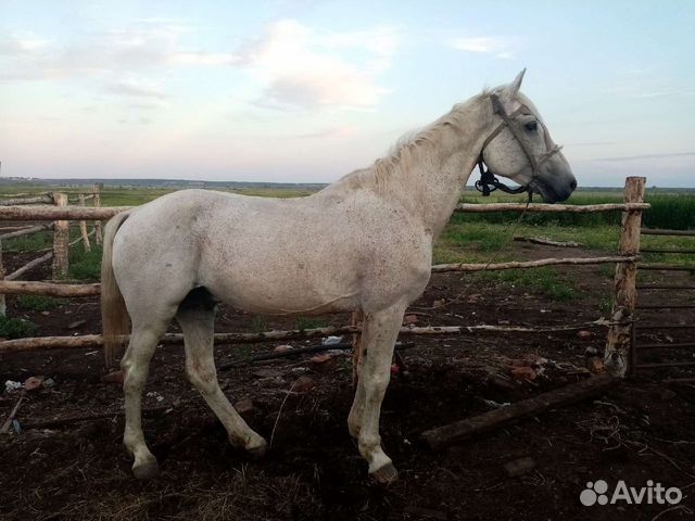 Продам коня