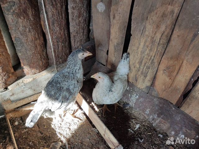 Куры молодки мастер грей 4 мес