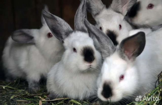 Калифорнийские кролики