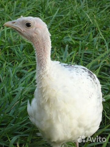 Индюшата подрощенные