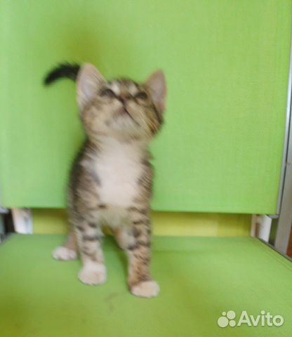 Котик Тиграша