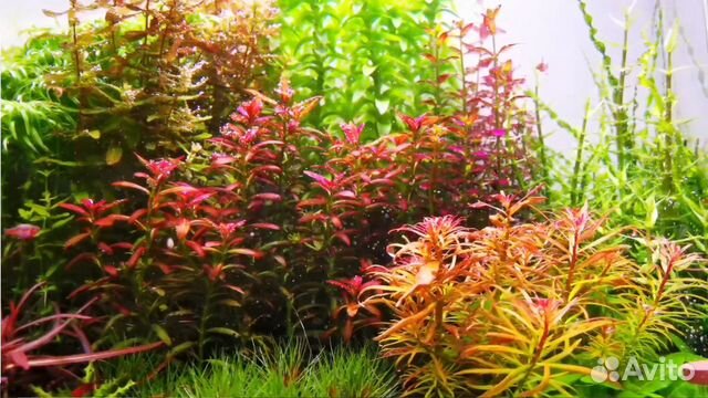 Набор аквариумных растений