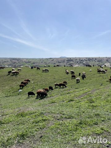 Овцы ягнята и бараны