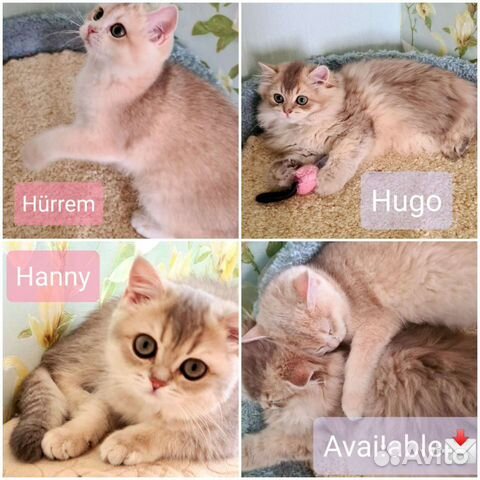 Золототые котята