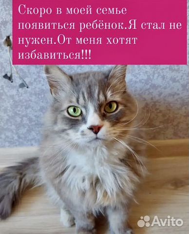 Здорового кота хотят усыпить или выбросить