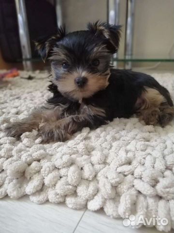 Йоркширский терьер щенки