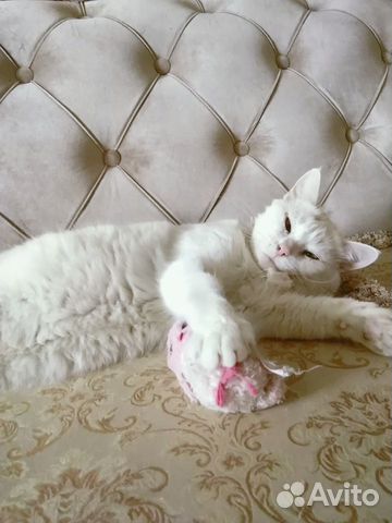 Котику Амуру очень нужен дом