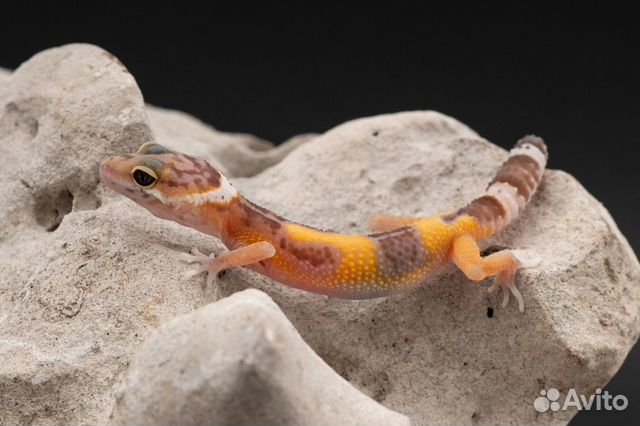 Пятнистый эублефар (Eublepharis macularius)