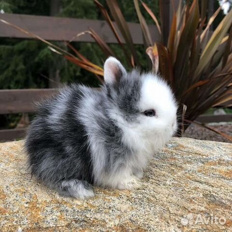 Декоративные кролики. Клетки. Доставка