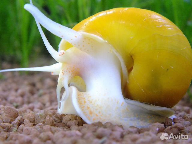 Улитки ампулярии