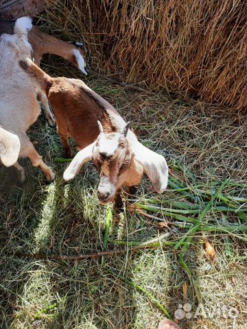 Нубийские козы