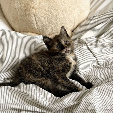 Девочка - котёнок в добрые руки