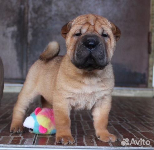 Рыжая красотка