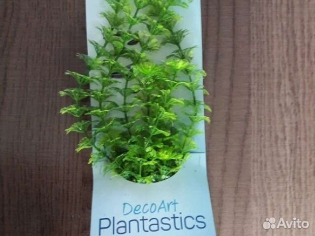 Аквариумное растение