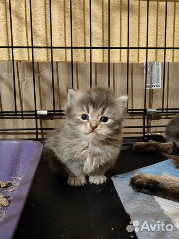 Маленький котяшек, 1 мес