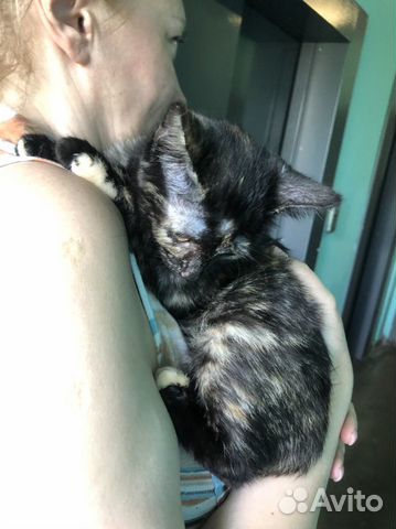 Котенок девочка очаровашка в дар