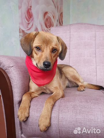 Ксюша в поисках дома