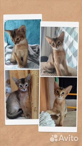Абиссинские котята с документами